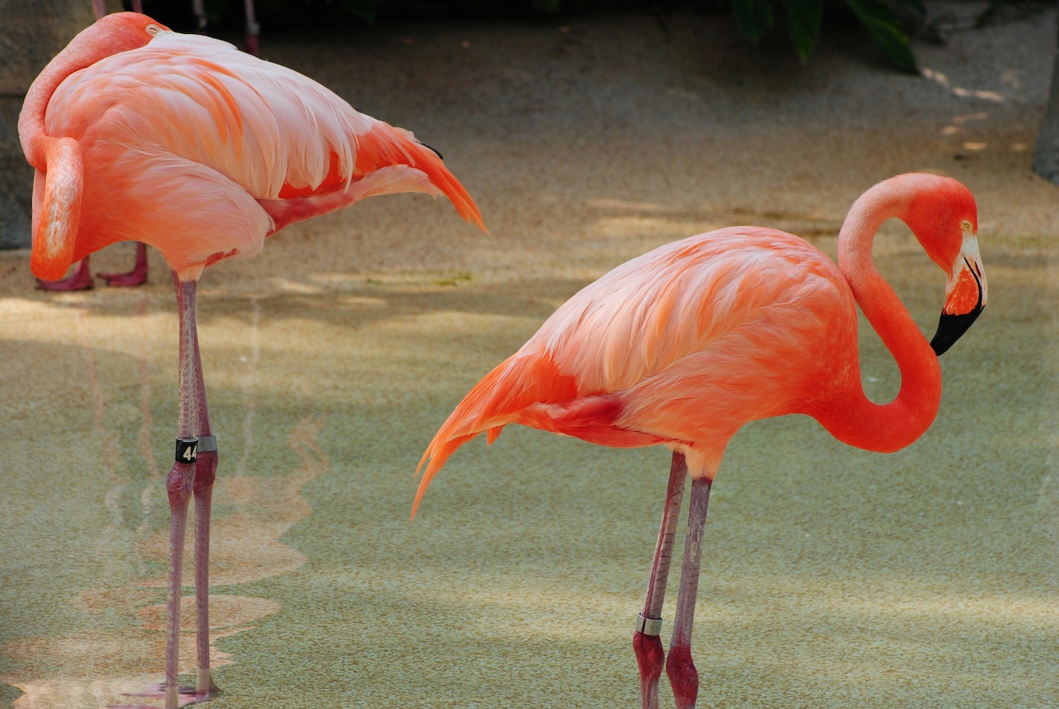 Lady Bird Deeds: Florida's Best-Kept Estate Planning Secret - Marshall Law